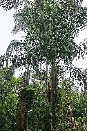 Oenocarpus bacaba - Palmpedia - Palm Grower's Guide