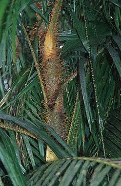 Calamus fertilis - Palmpedia - Palm Grower's Guide