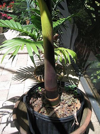 Pinanga speciosa - Palmpedia - Palm Grower's Guide