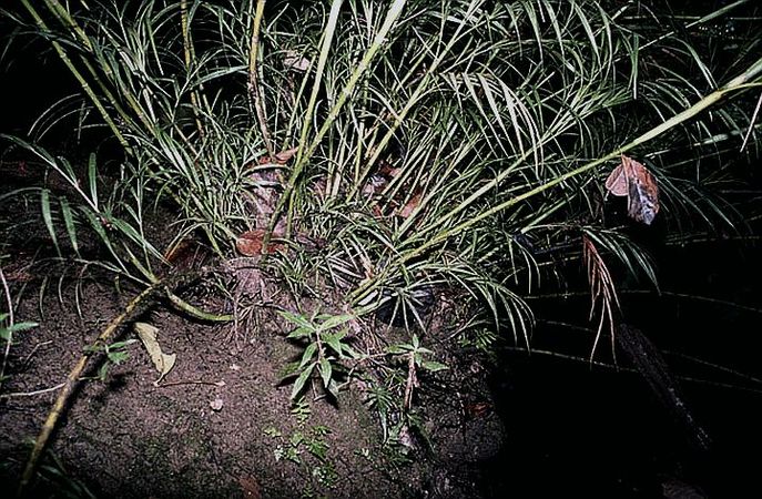 Pinanga tenella - Palmpedia - Palm Grower's Guide