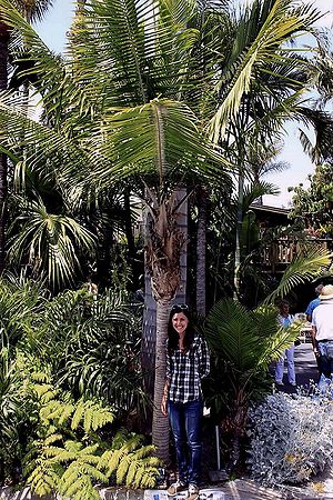 Ravenea moorei - Palmpedia - Palm Grower's Guide