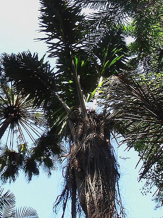 Attalea funifera - Palmpedia - Palm Grower's Guide