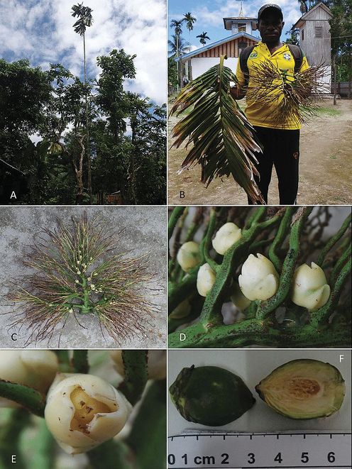 Areca jokowi - Palmpedia - Palm Grower's Guide