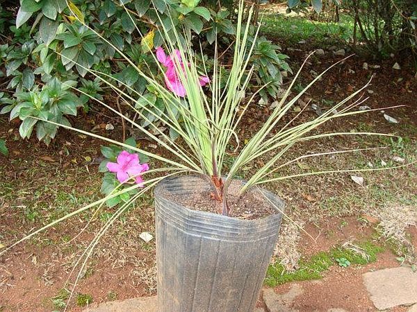 Butia archeri - Palmpedia - Palm Grower's Guide