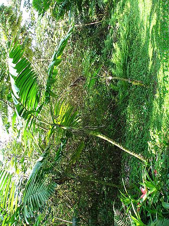 Chamaedorea tepejilote - Palmpedia - Palm Grower's Guide