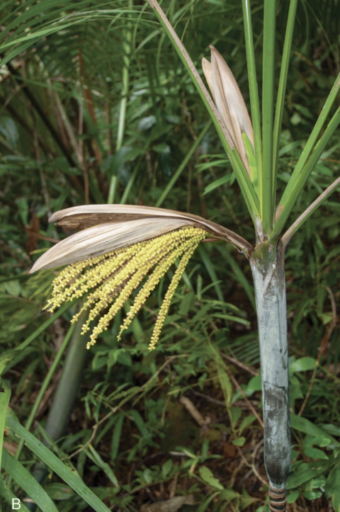 Chrysalidocarpus rabepierrei - Palmpedia - Palm Grower's Guide