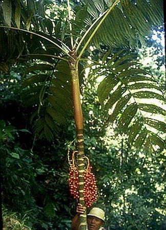 Pinanga maculata - Palmpedia - Palm Grower's Guide