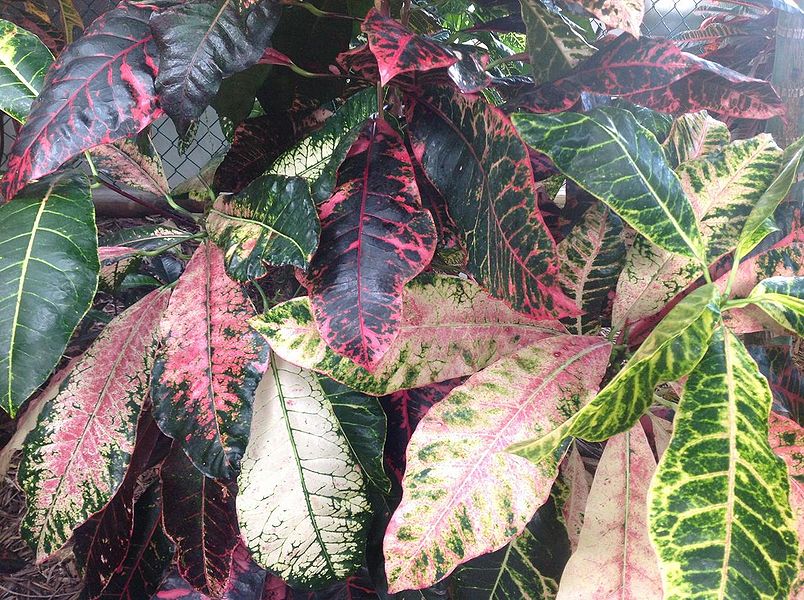 MOSAIC - Palmpedia - Palm Grower's Guide