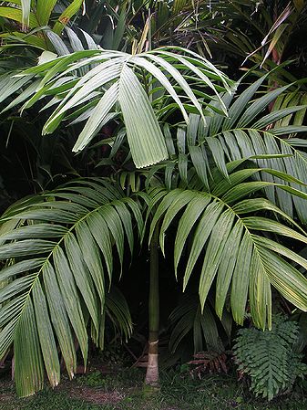 Pinanga javana - Palmpedia - Palm Grower's Guide