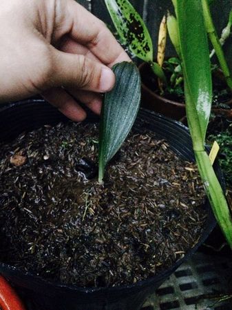 Sabinaria magnifica - Palmpedia - Palm Grower's Guide