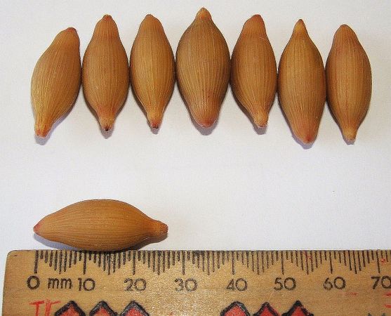 Areca concinna - Palmpedia - Palm Grower's Guide