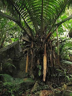 Phytelephas schottii - Palmpedia - Palm Grower's Guide