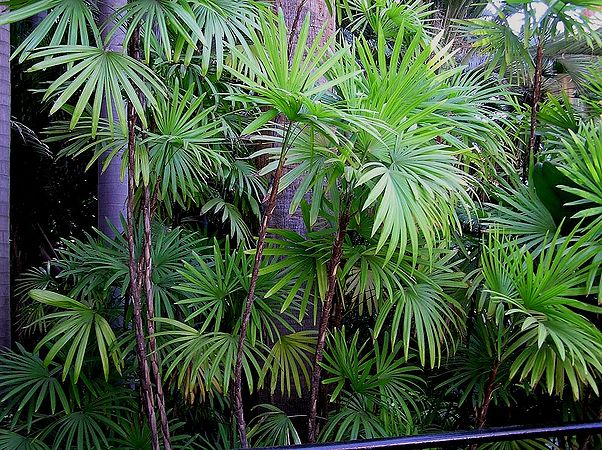 Rhapis humilis - Palmpedia - Palm Grower's Guide