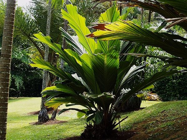 Salacca magnifica - Palmpedia - Palm Grower's Guide