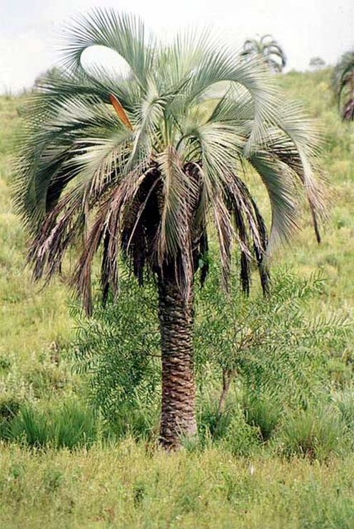 Butia yatay - Palmpedia - Palm Grower's Guide