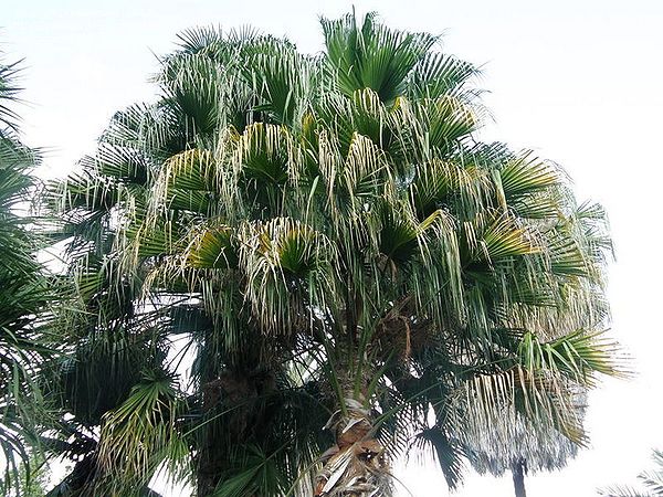 Livistona nitida - Palmpedia - Palm Grower's Guide