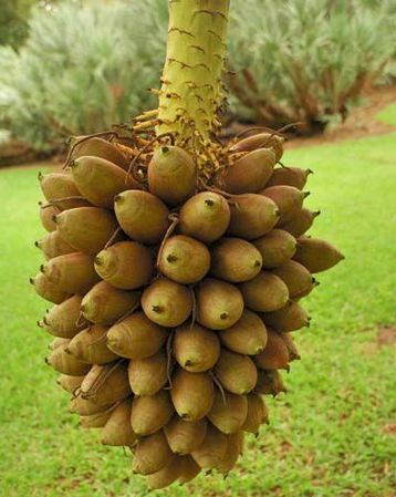 Attalea butyracea - Palmpedia - Palm Grower's Guide