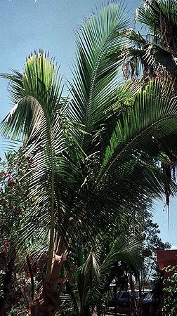 Metroxylon sagu - Palmpedia - Palm Grower's Guide