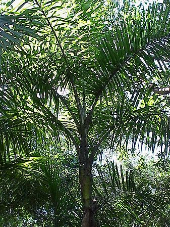 Gaussia maya - Palmpedia - Palm Grower's Guide