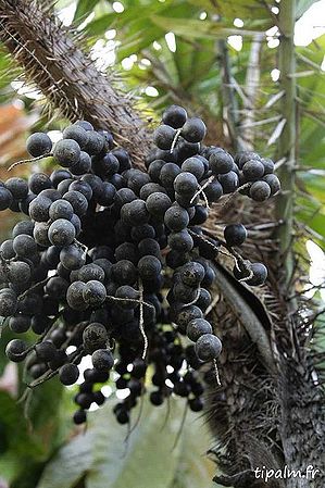 Bactris brongniartii - Palmpedia - Palm Grower's Guide