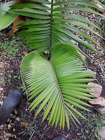 Ravenea lakatra - Palmpedia - Palm Grower's Guide