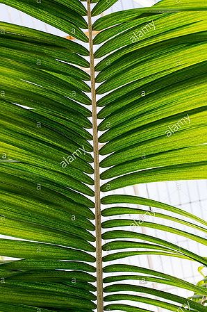 Ravenea moorei - Palmpedia - Palm Grower's Guide