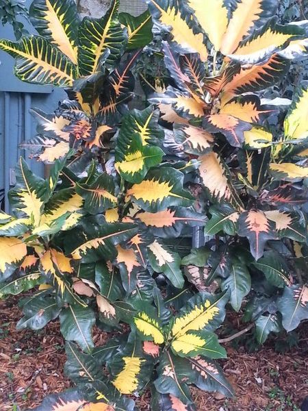 MONA LISA - Palmpedia - Palm Grower's Guide