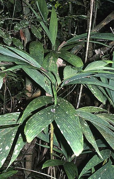 Pinanga cleistantha - Palmpedia - Palm Grower's Guide