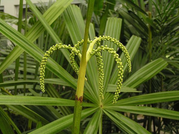 Licuala paludosa - Palmpedia - Palm Grower's Guide