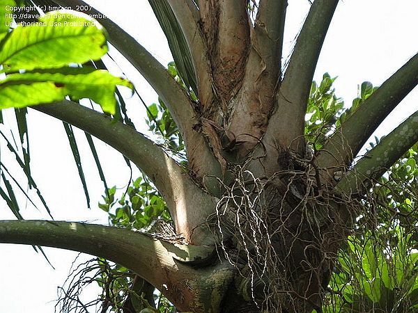 Orania trispatha - Palmpedia - Palm Grower's Guide