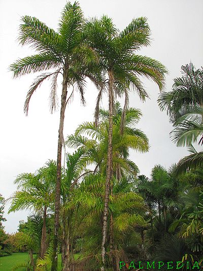 Bactris gasipaes var. 'Spineless' - Palmpedia - Palm Grower's Guide