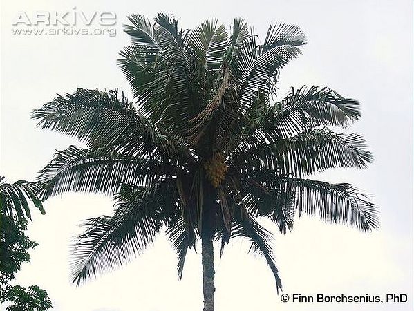 Ceroxylon amazonicum - Palmpedia - Palm Grower's Guide