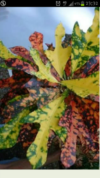 GRENADA - Palmpedia - Palm Grower's Guide