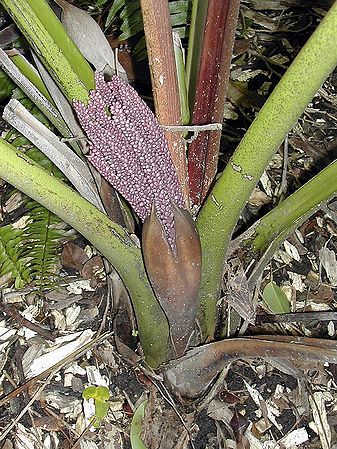 Heterospathe delicatula - Palmpedia - Palm Grower's Guide