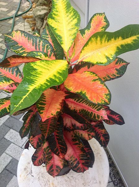 JEFF SEARLE Palmpedia Palm Grower s Guide JEFF SEARLE Palmpedia Palm Grower s Guide
