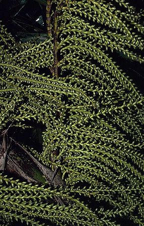 Laccosperma secundiflorum - Palmpedia - Palm Grower's Guide