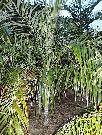 Chrysalidocarpus basilongus - Palmpedia - Palm Grower's Guide