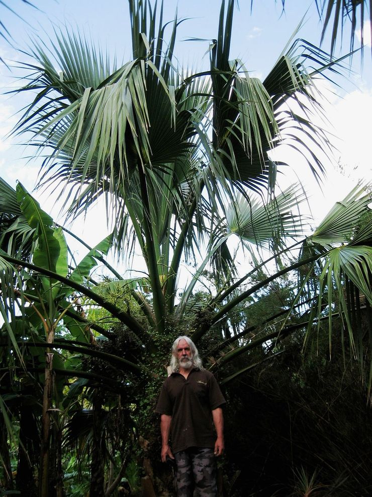 Sabal riverside - Palmpedia - Palm Grower's Guide