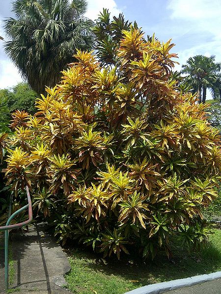 VEITCHII - Palmpedia - Palm Grower's Guide