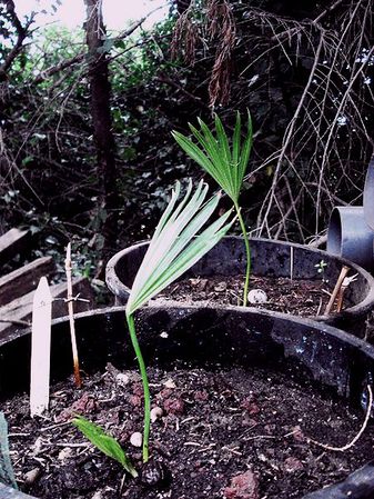 Tahina spectabilis - Palmpedia - Palm Grower's Guide