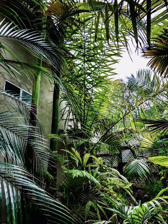 Syagrus pseudococos - Palmpedia - Palm Grower's Guide