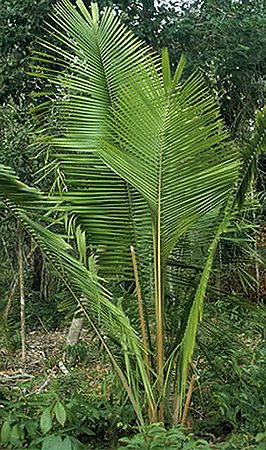 Attalea humilis - Palmpedia - Palm Grower's Guide