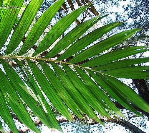 Chamaedorea tepejilote - Palmpedia - Palm Grower's Guide