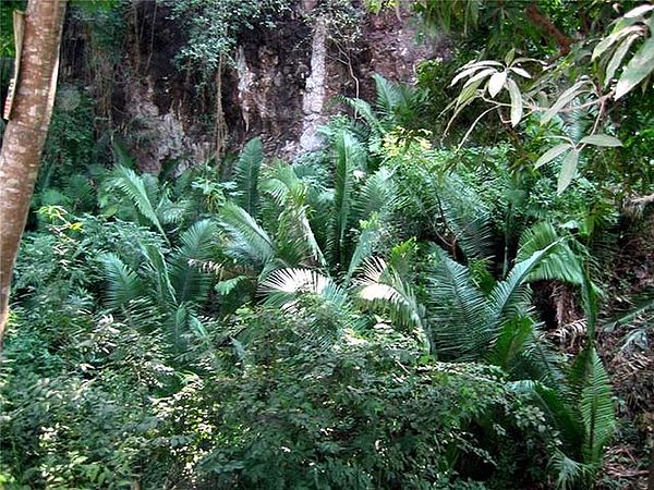 Attalea cohune - Palmpedia - Palm Grower's Guide