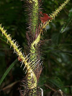 Daemonorops mollis - Palmpedia - Palm Grower's Guide