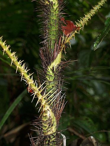 Daemonorops mollis - Palmpedia - Palm Grower's Guide