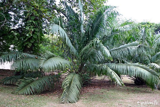 Elaeis oleifera - Palmpedia - Palm Grower's Guide