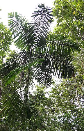 Iriartea deltoidea - Palmpedia - Palm Grower's Guide