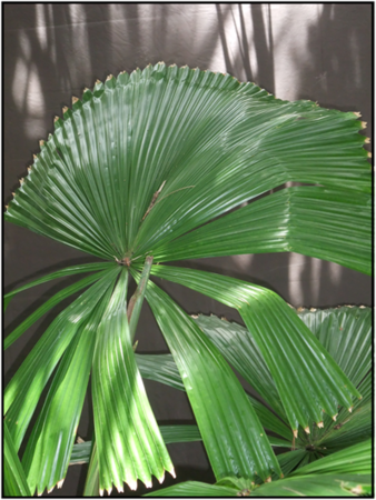 Licuala ramsayi - Palmpedia - Palm Grower's Guide