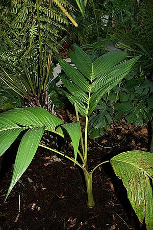Pinanga javana - Palmpedia - Palm Grower's Guide